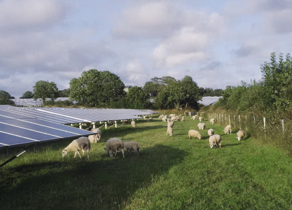 Ovejas en busca de una planta solar – pv magazine Latin America